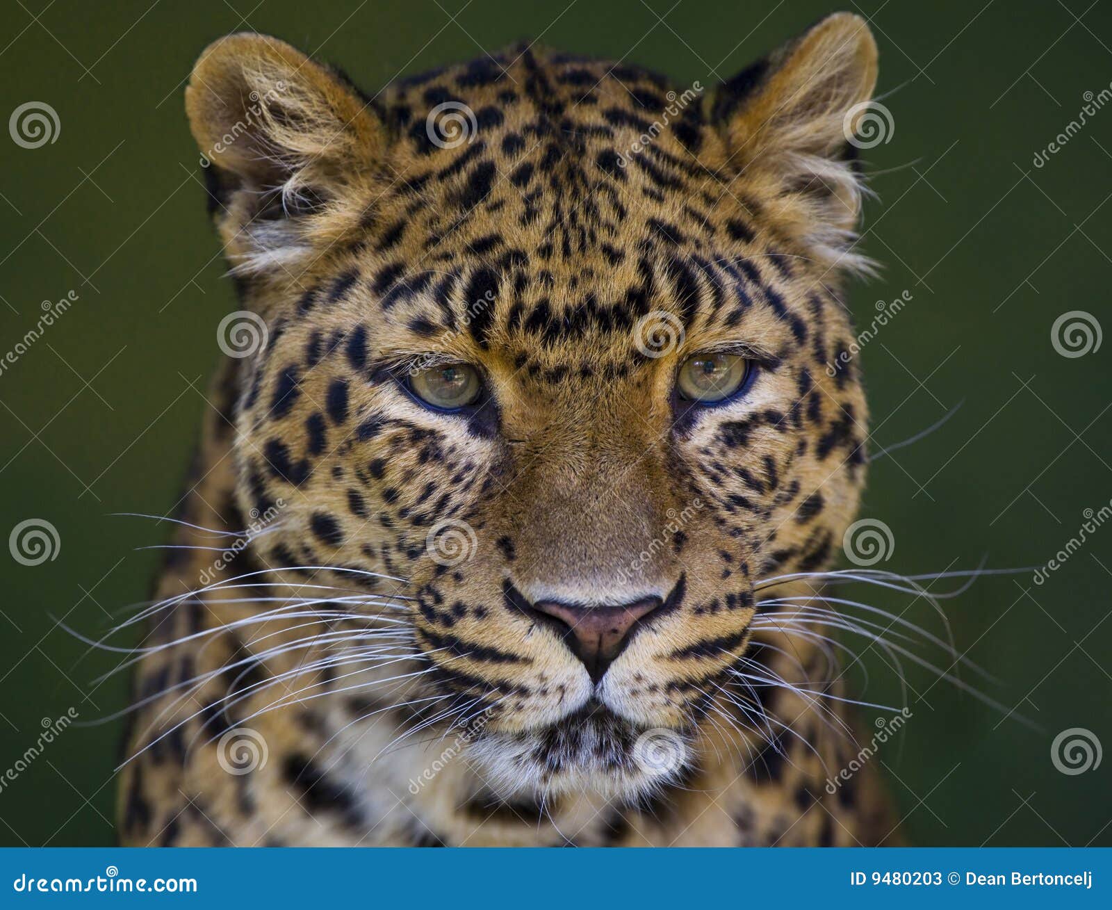 Leopard Head Stock Photos - Image: 9480203