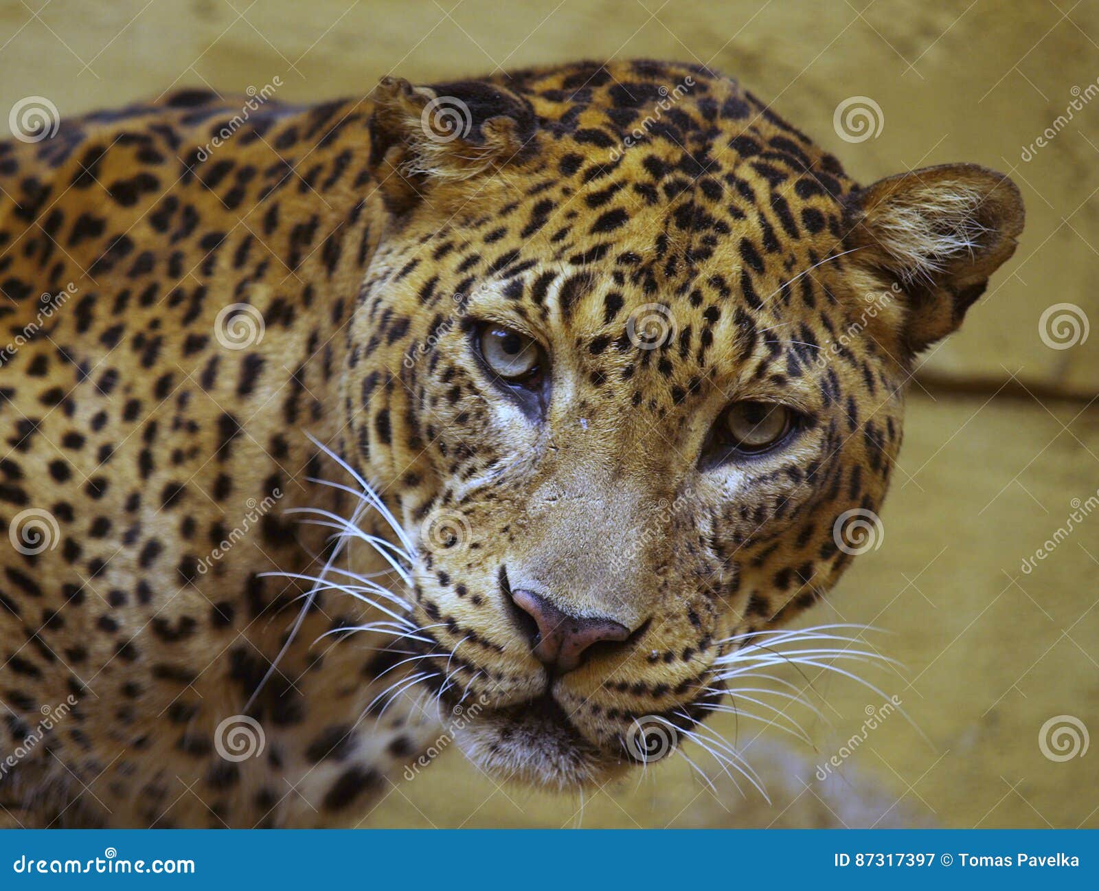 Leopard stock image. Image of beast, leopard, pard, animal - 87317397