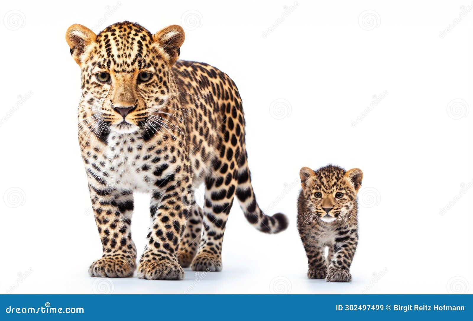 Leopard with her Baby stock illustration. Illustration of closeup ...