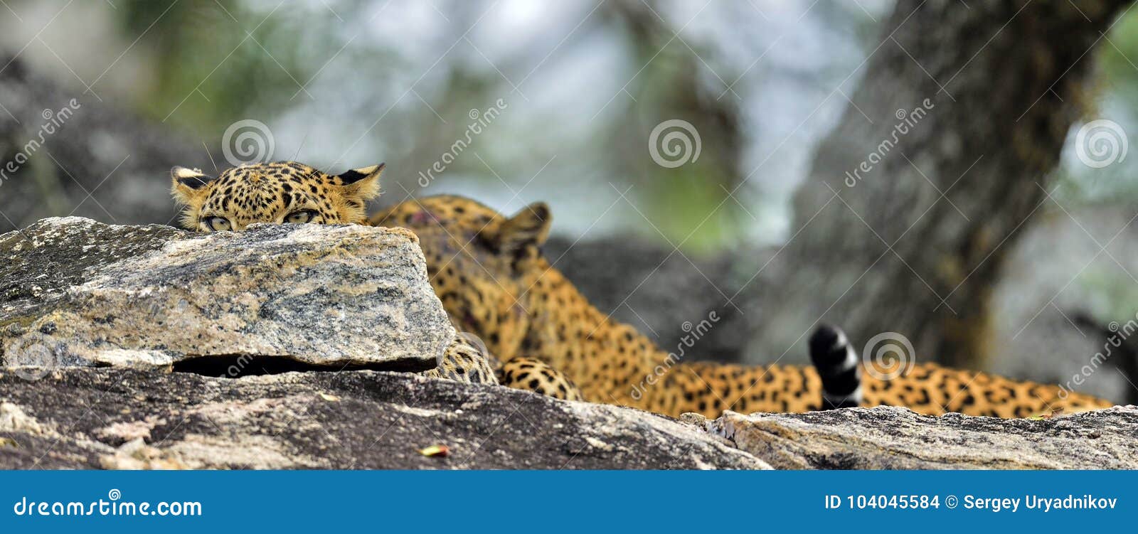The Leopard Hides in the Rocks, Looking Out from Behind the Stone ...