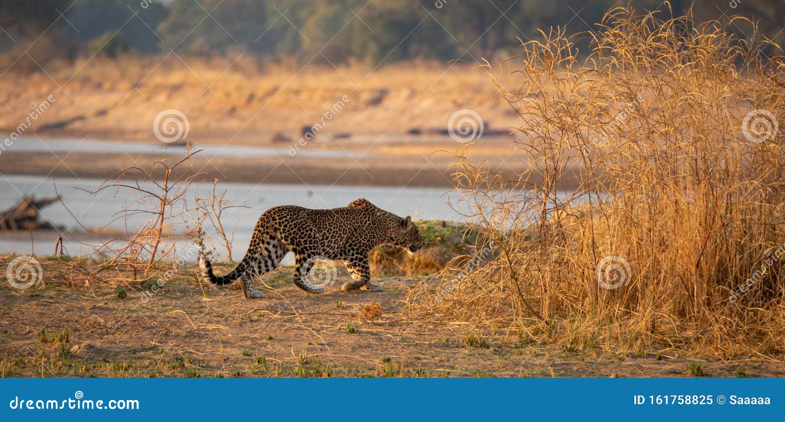 Leopard Hiding in the Bush for Hunting Stock Image - Image of waiting ...