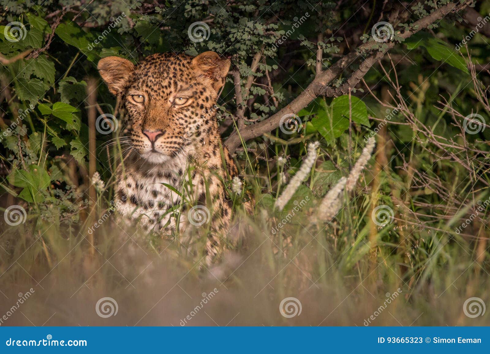 Leopard Hiding in the Bushes in the Kalahari. Stock Image - Image of ...