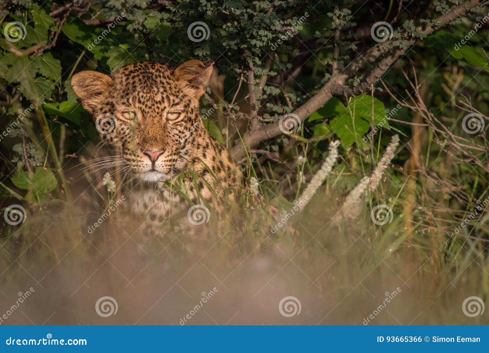 Leopard Hiding in the Bushes in the Kalahari. Stock Photo - Image of ...