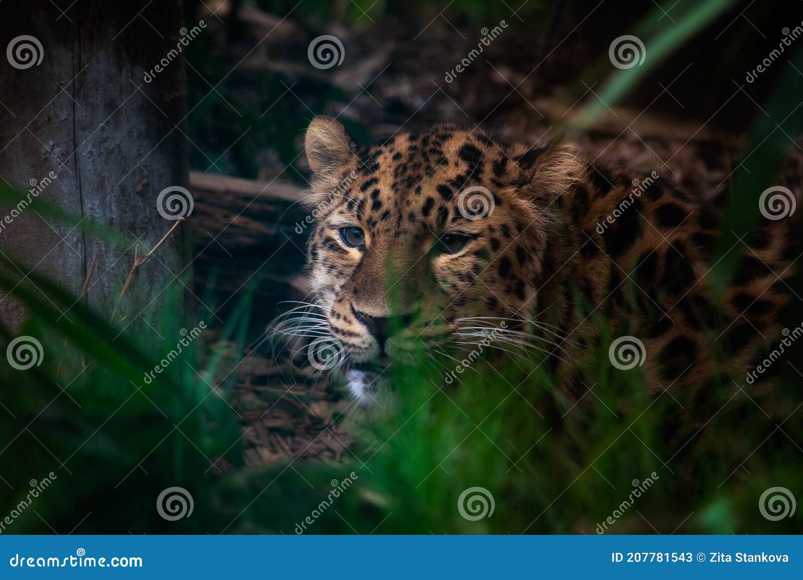Leopard Hiding in the Grass in the Dark Forest Stock Image - Image of ...