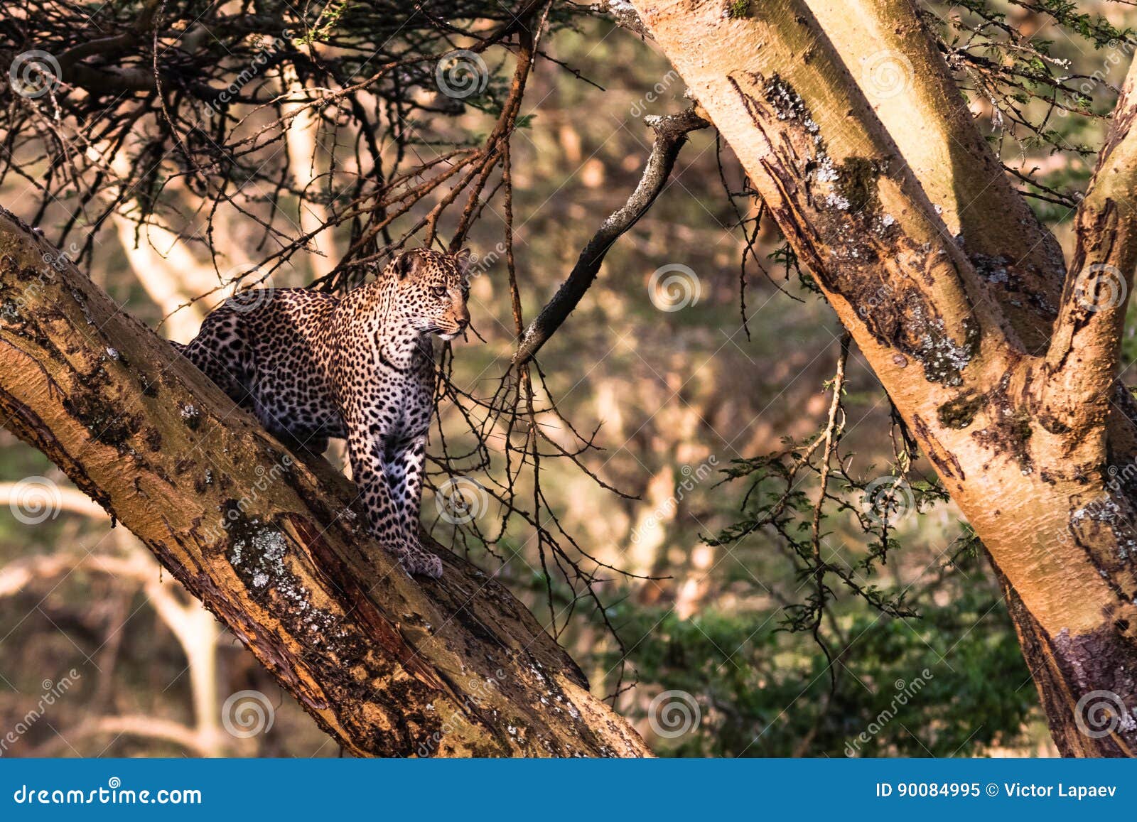 Leopard Hiding on the Tree. Nakuru. Stock Image - Image of sitting ...