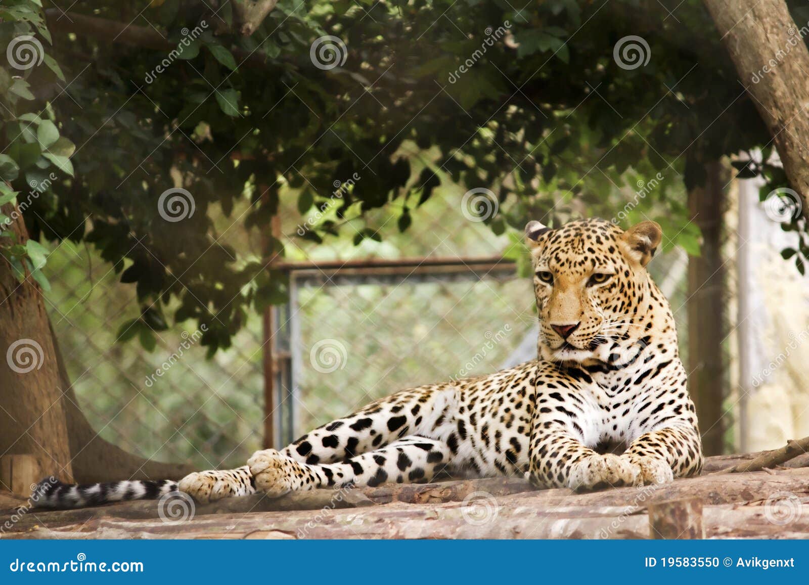Leopard in His cage stock photo. Image of climbing, nature - 19583550