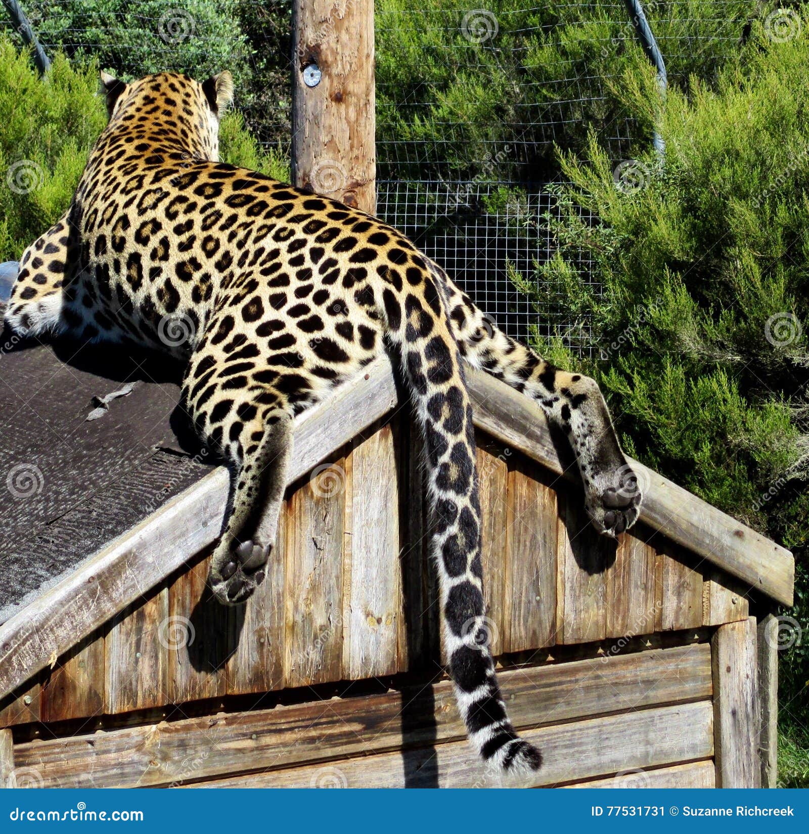 Leopard on His House with Relaxed and Splayed Back Legs Stock Image ...