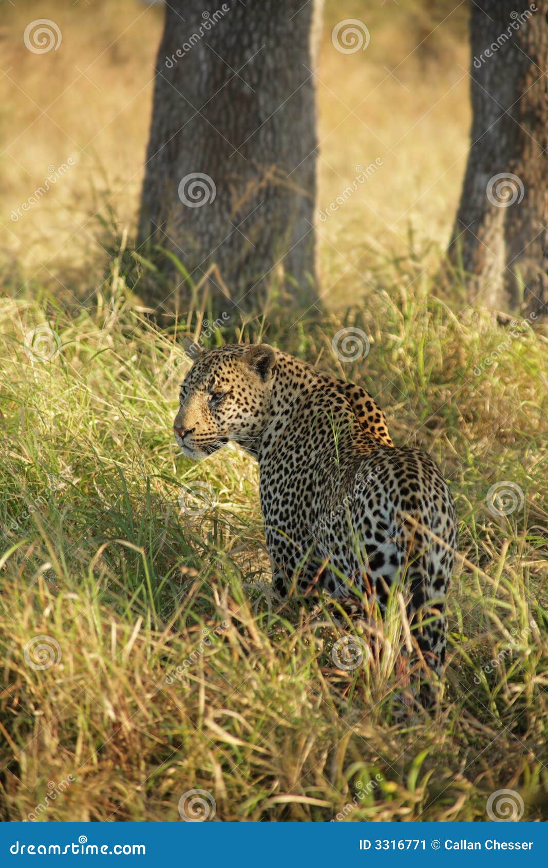 Leopard Hunt stock image. Image of kenya, leopards, kruger - 3316771