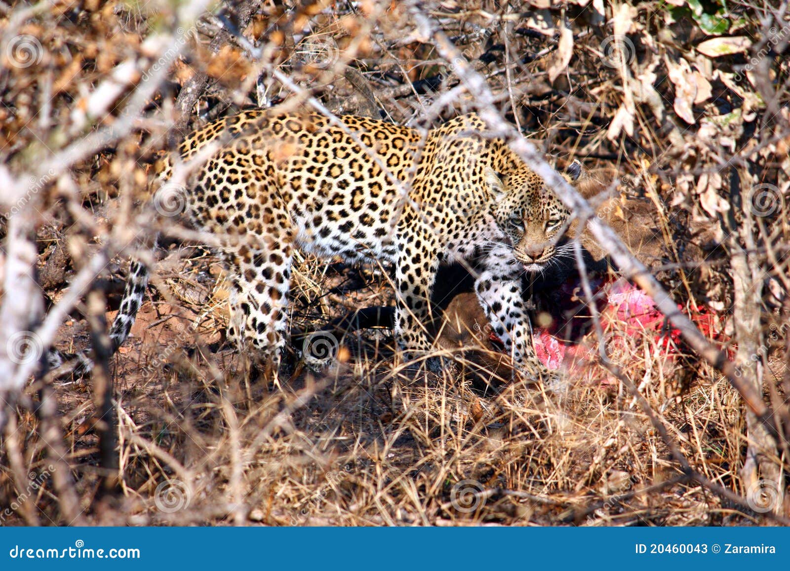 Leopard with hunted deer stock image. Image of krueger - 20460043