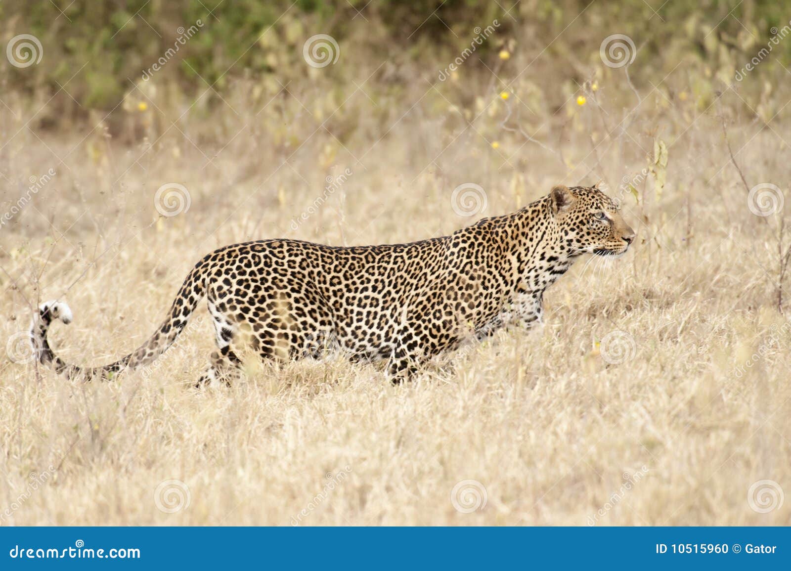 Leopard hunting stock photo. Image of panthera, safari - 10515960
