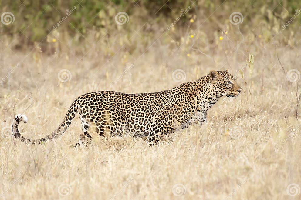 Leopard hunting stock photo. Image of panthera, safari - 10515960