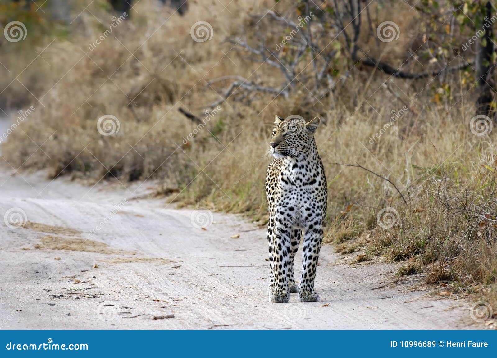 A leopard hunting stock image. Image of wild, kruger - 10996689