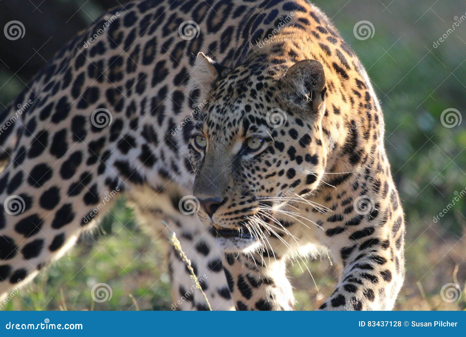 Leopard Hunting stock photo. Image of safari, stalking - 83437128