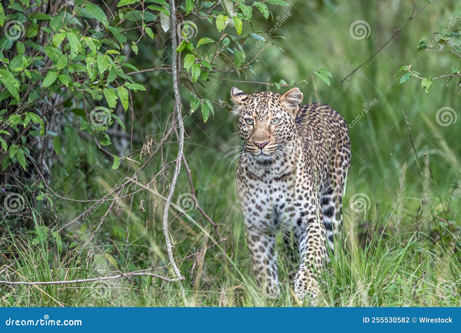 Leopard during Hunting in Masai Mara, Kenya Stock Photo - Image of ...