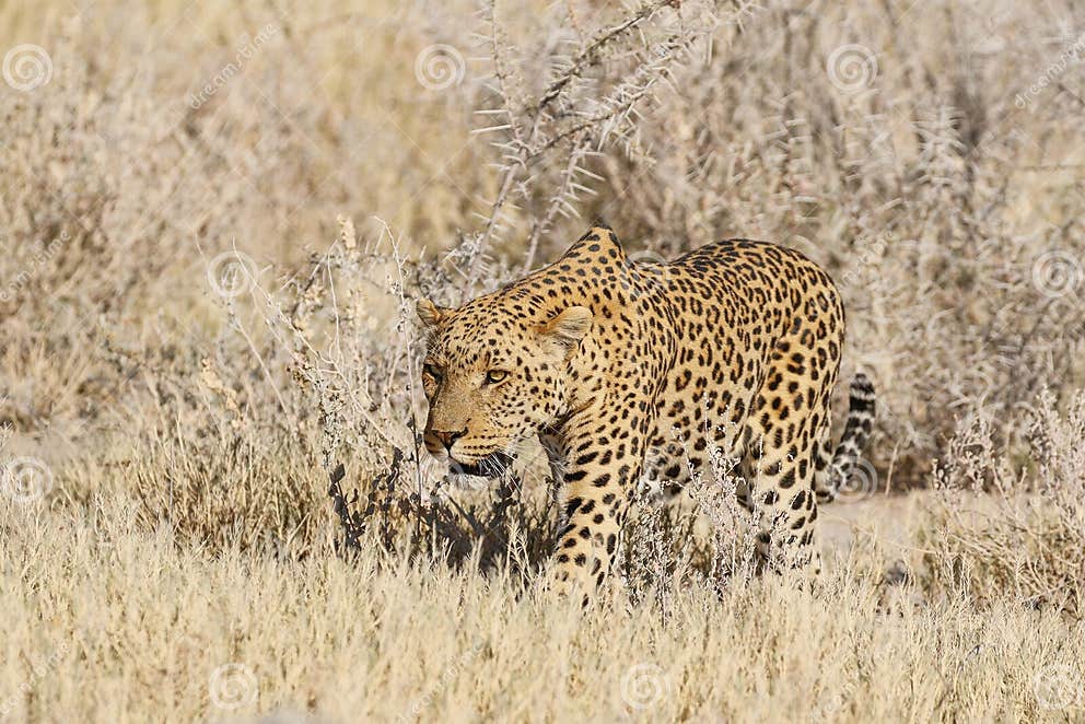 Leopard hunts a springbok stock photo. Image of etosha - 109739912