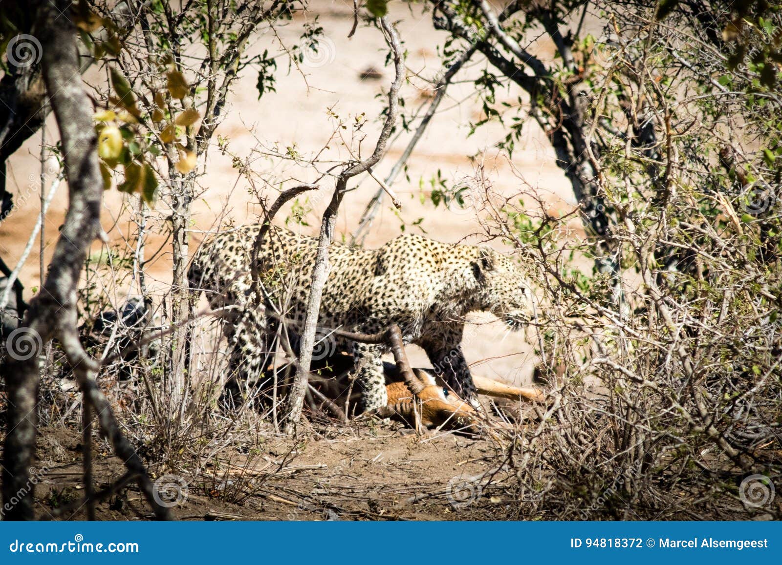 Leopard with an impala stock photo. Image of kruger, national - 94818372