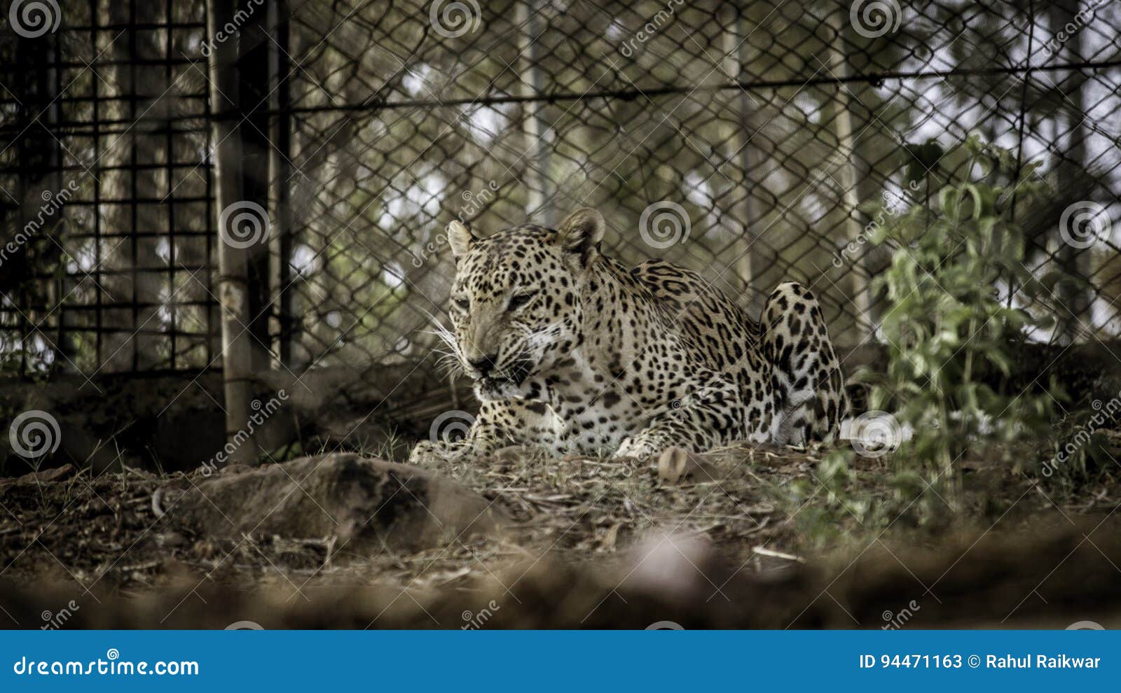 Leopard Eating Morning Meal Stock Photos - Free & Royalty-Free Stock ...