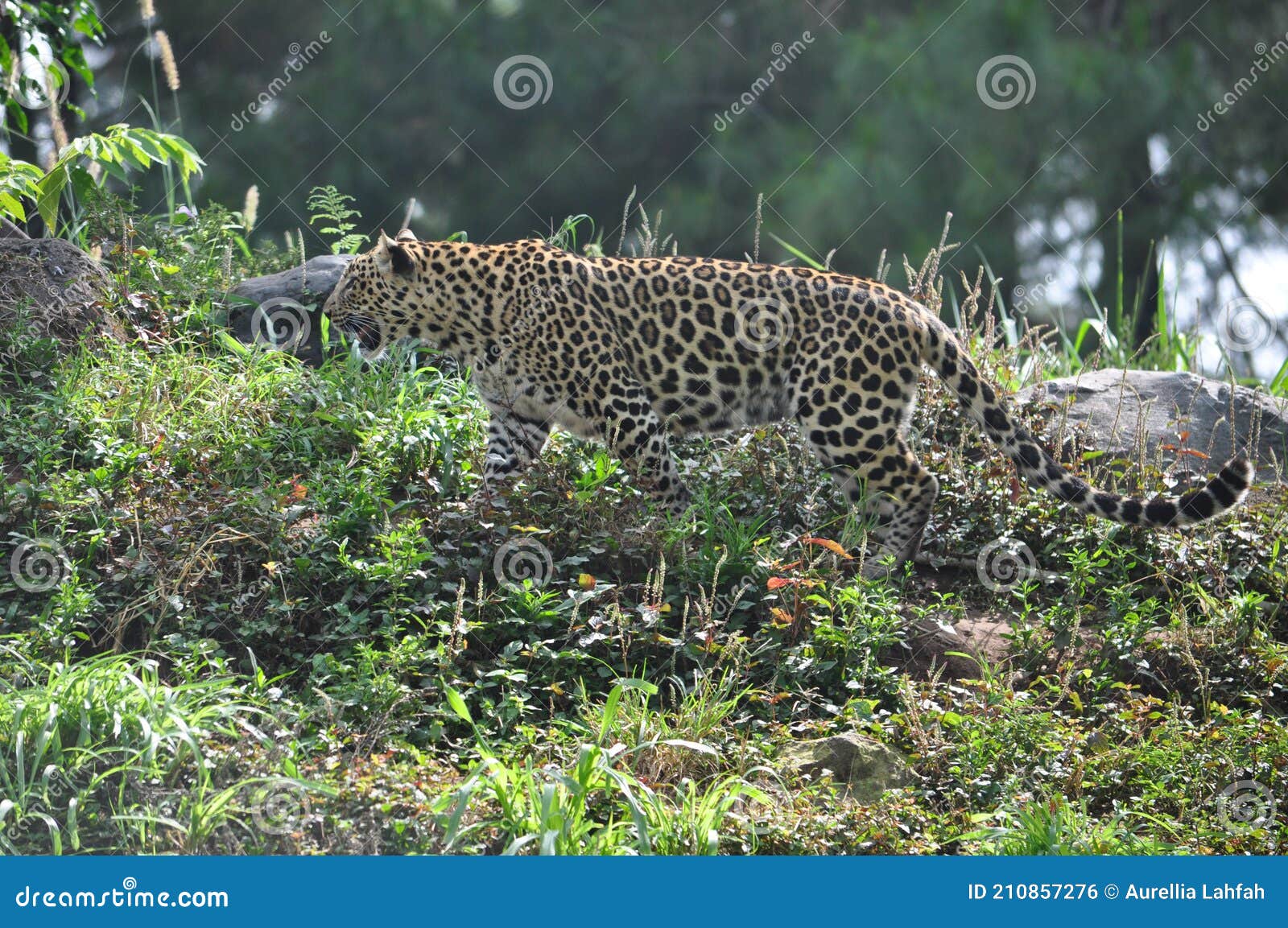 Leopard stock photo. Image of animal, indonesian, mamals - 210857276