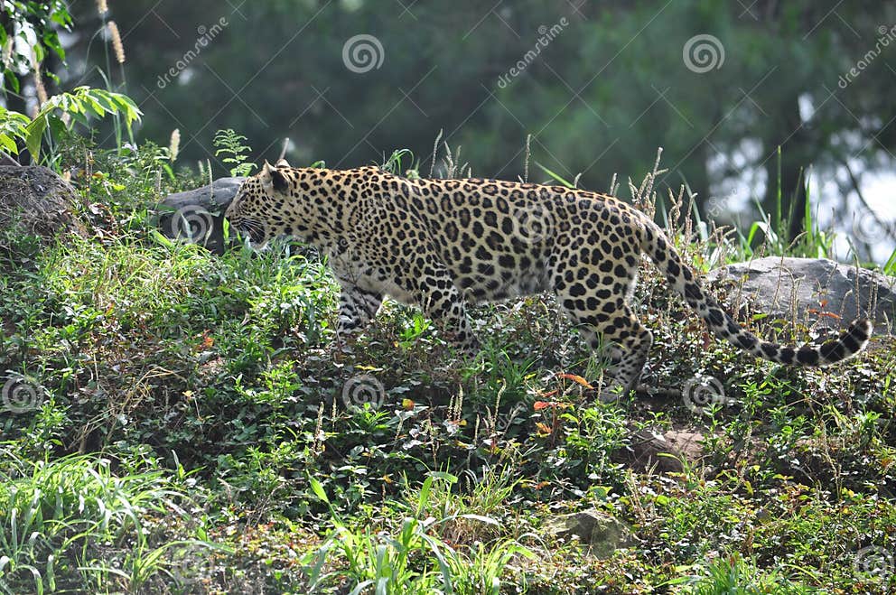 Leopard stock photo. Image of animal, indonesian, mamals - 210857276