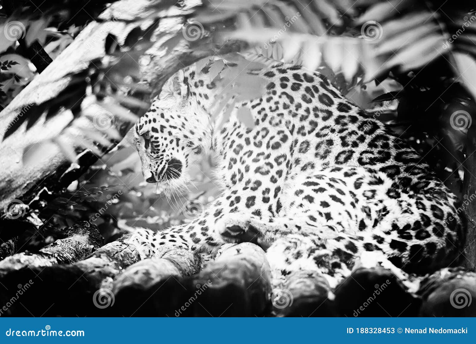 Leopard Inside of Cage. Leopard Living in a Zoo Stock Image - Image of ...