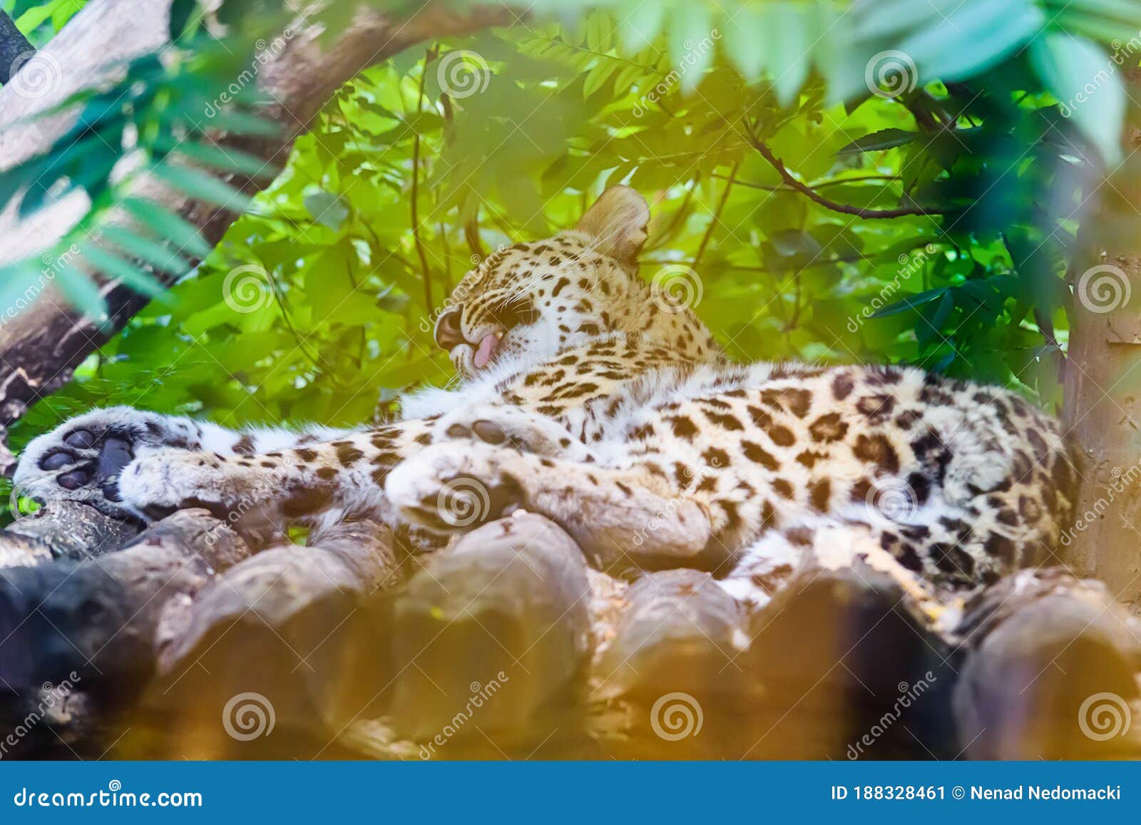 Leopard Inside of Cage. Leopard Living in a Zoo Stock Image - Image of ...