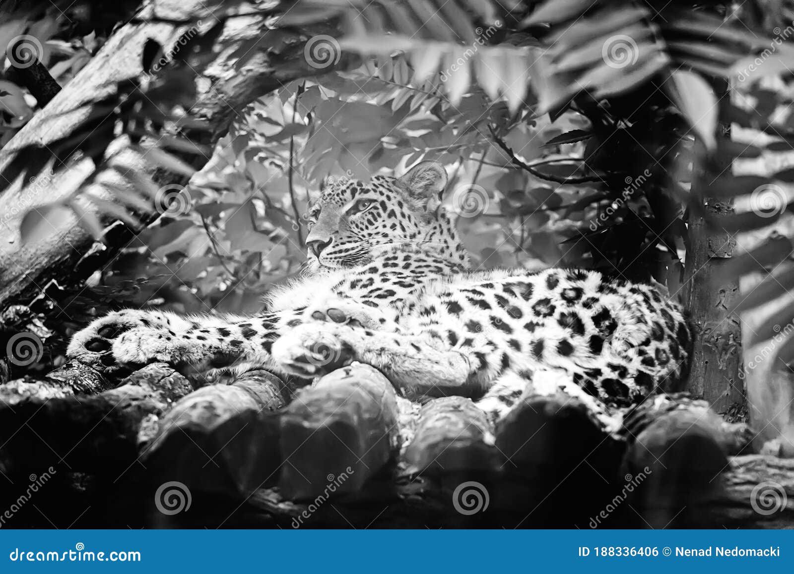 Leopard Inside of Cage. Leopard Living in a Zoo Stock Photo - Image of ...