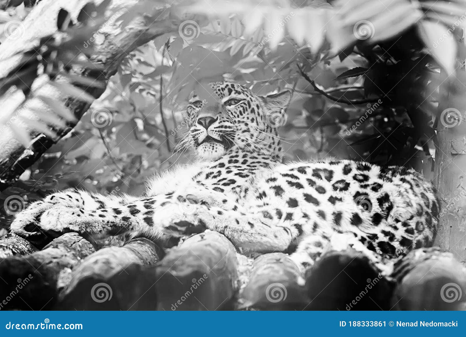 Leopard Inside of Cage. Leopard Living in a Zoo Stock Image - Image of ...