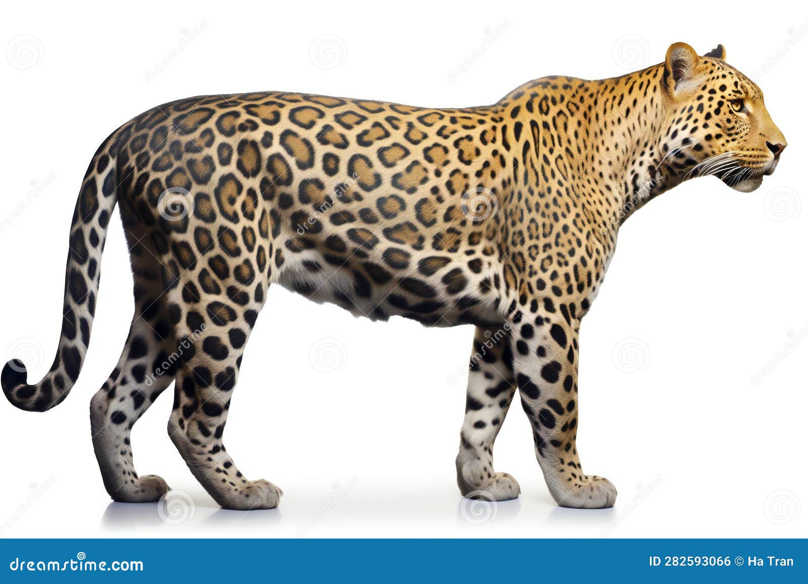 Leopard Isolated on White Background, Side View Stock Illustration ...