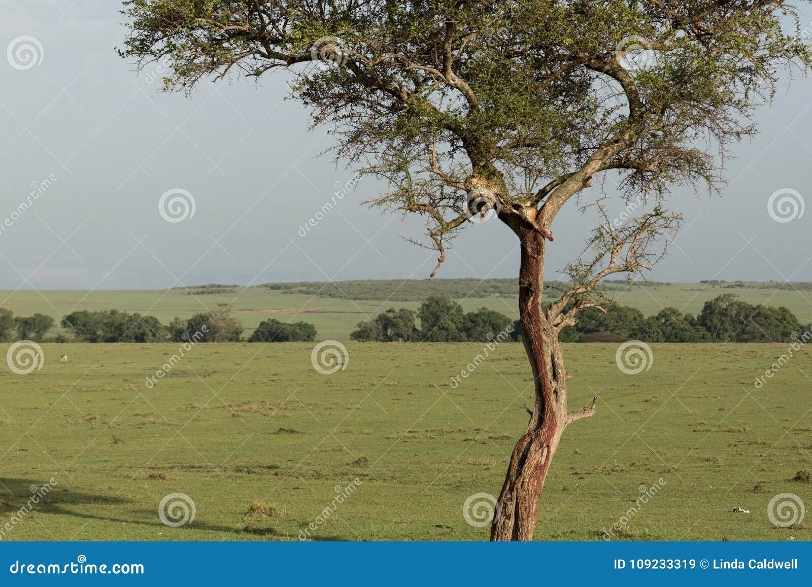 Leopard and Its Kill in a Tree Stock Image - Image of travel, clouds ...