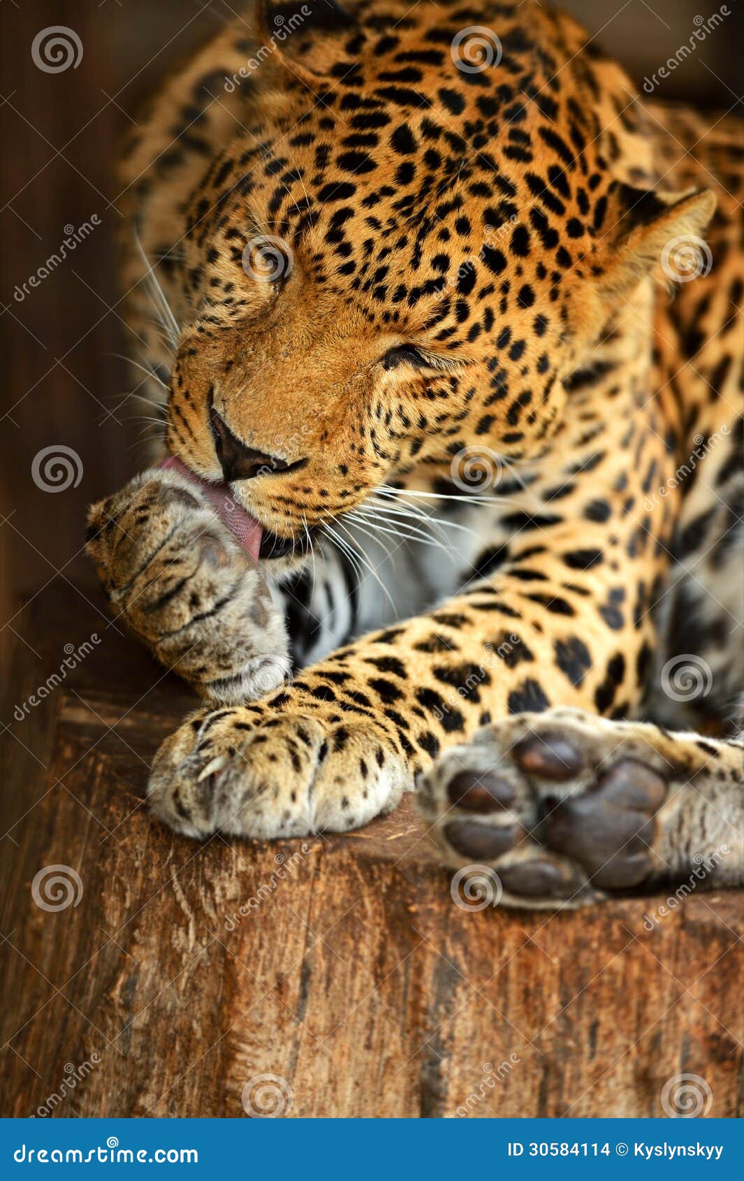 Leopard stock photo. Image of habitat, safari, portrait - 30584114