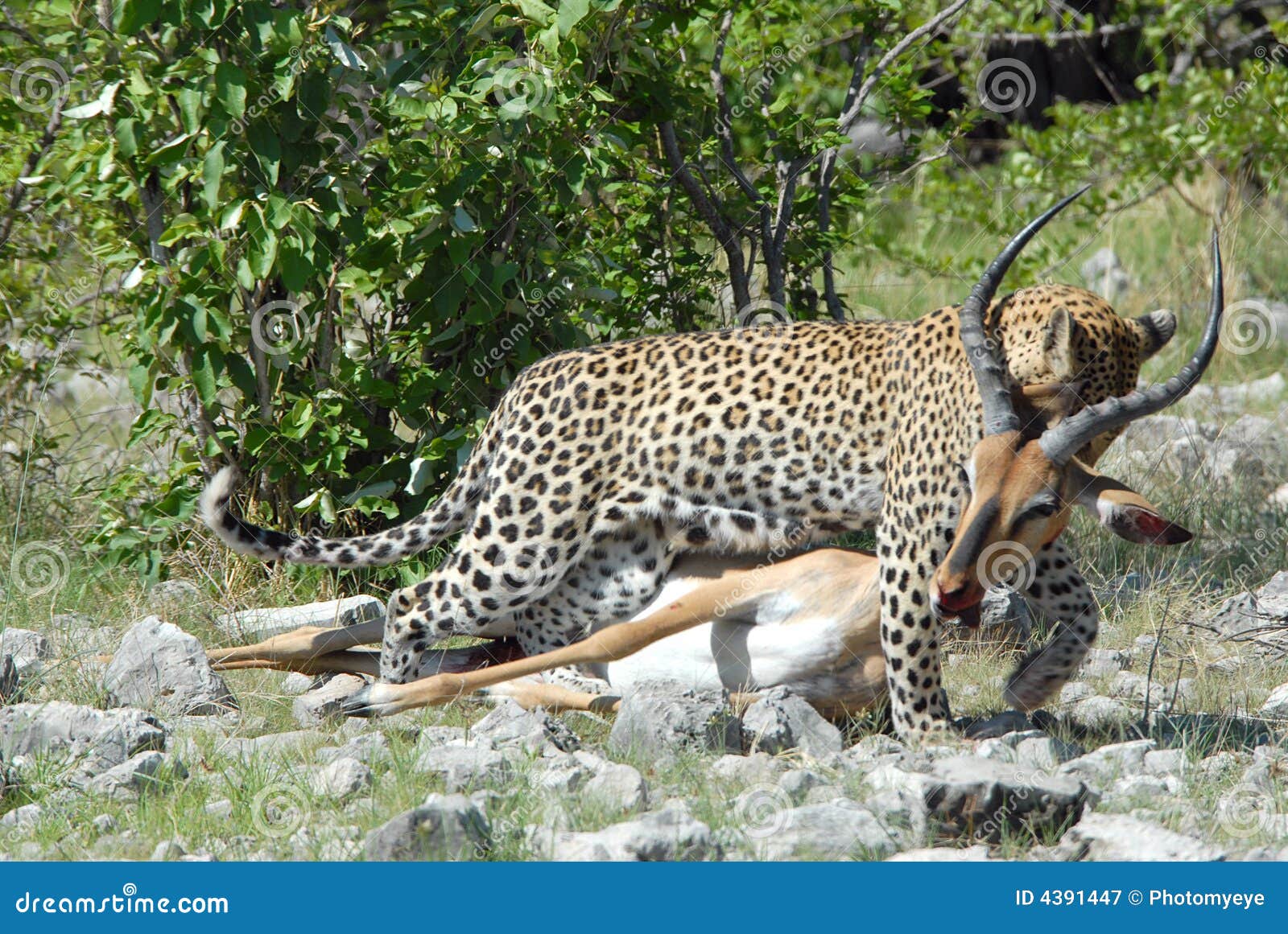 Leopard with its prey stock image. Image of prey, kill - 4391447