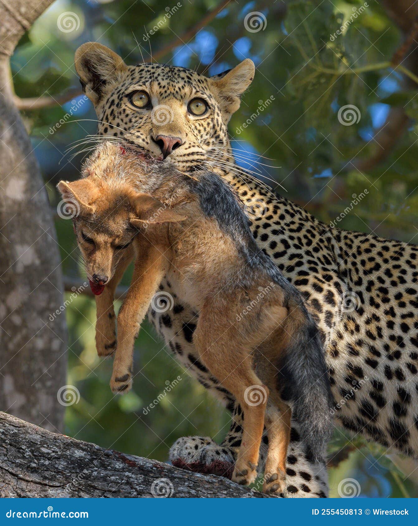 Leopard with Its Prey in the African Savannah Stock Image - Image of ...