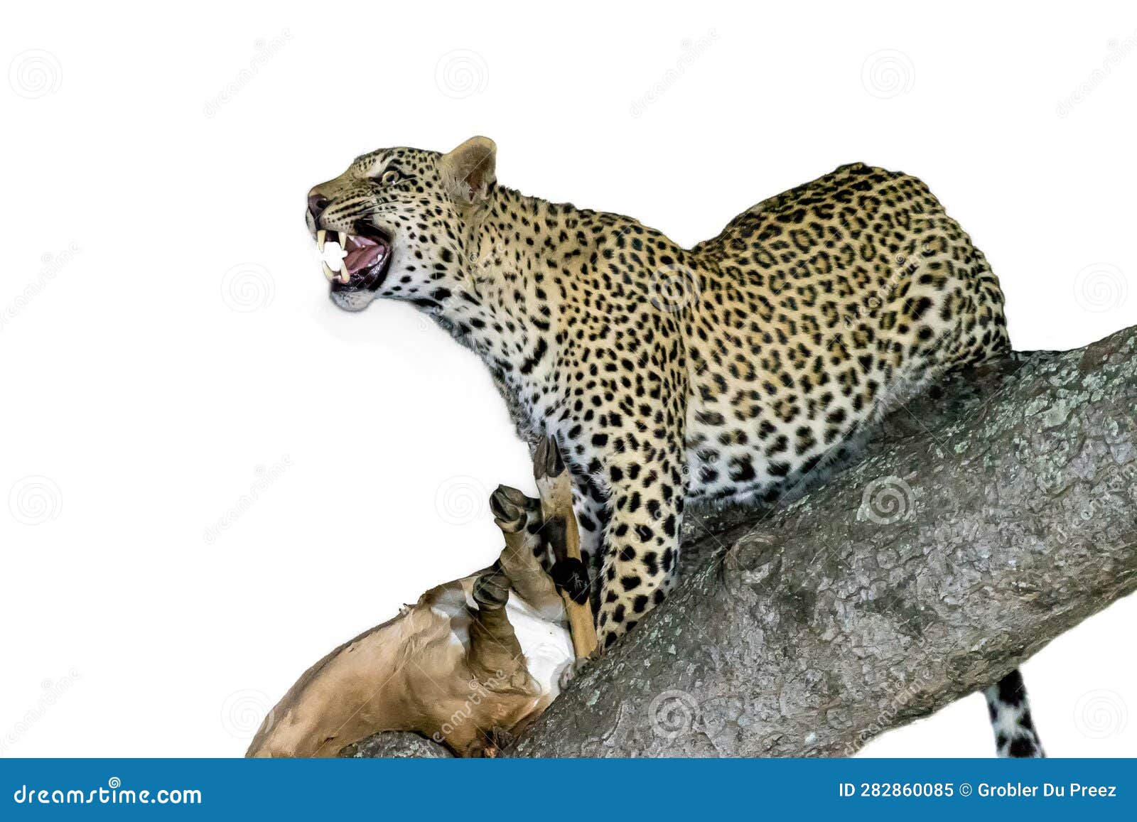 Leopard, with Its Prey, in a Tree. Isolated on White Stock Image ...