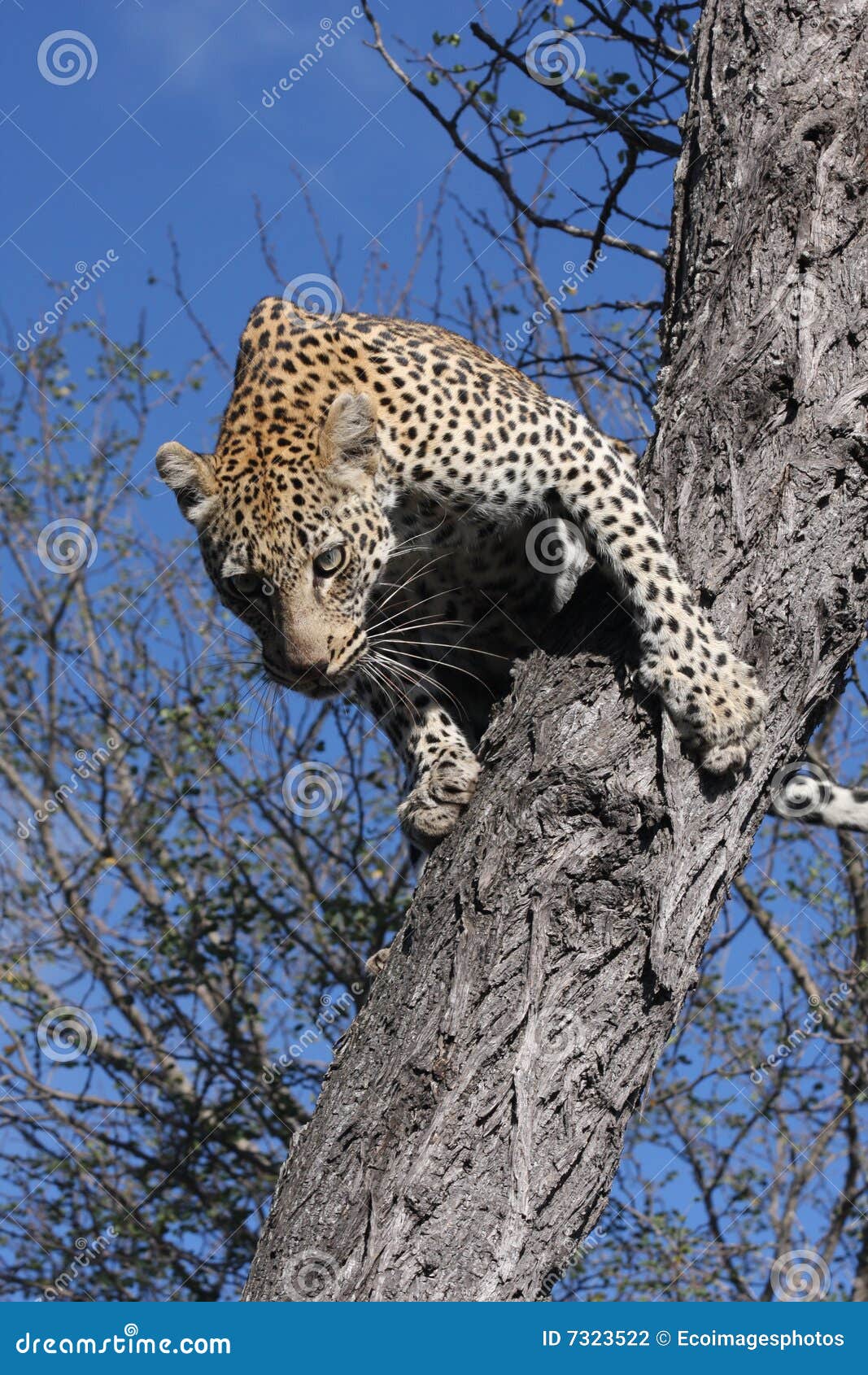 Leopard jumping stock photo. Image of mammal, south, tree - 7323522