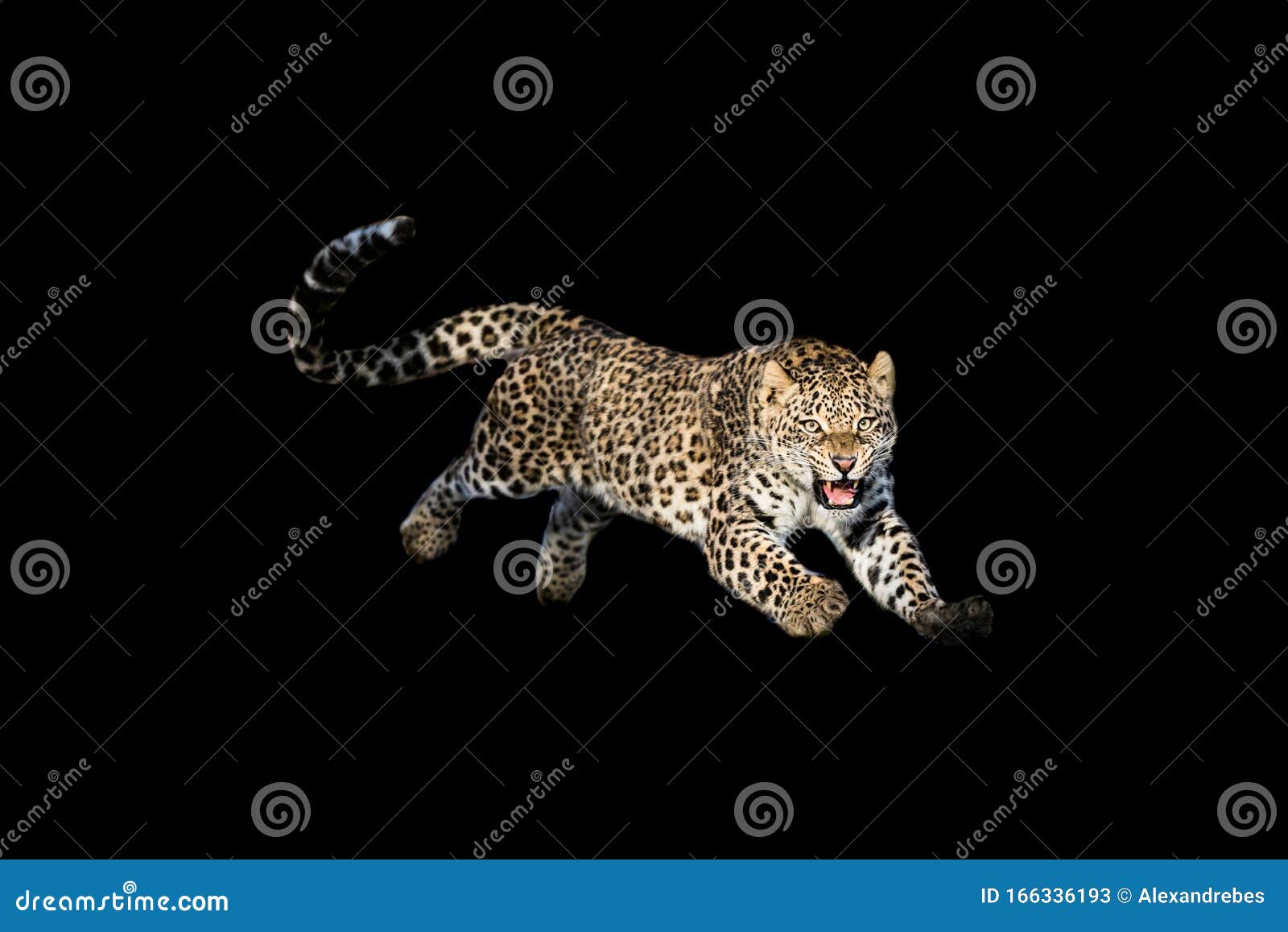 Leopard Jumping