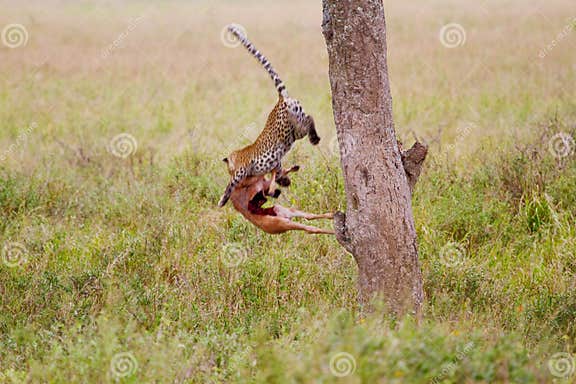 Leopard Jumping Out of Tree Stock Image - Image of carnivore, female ...