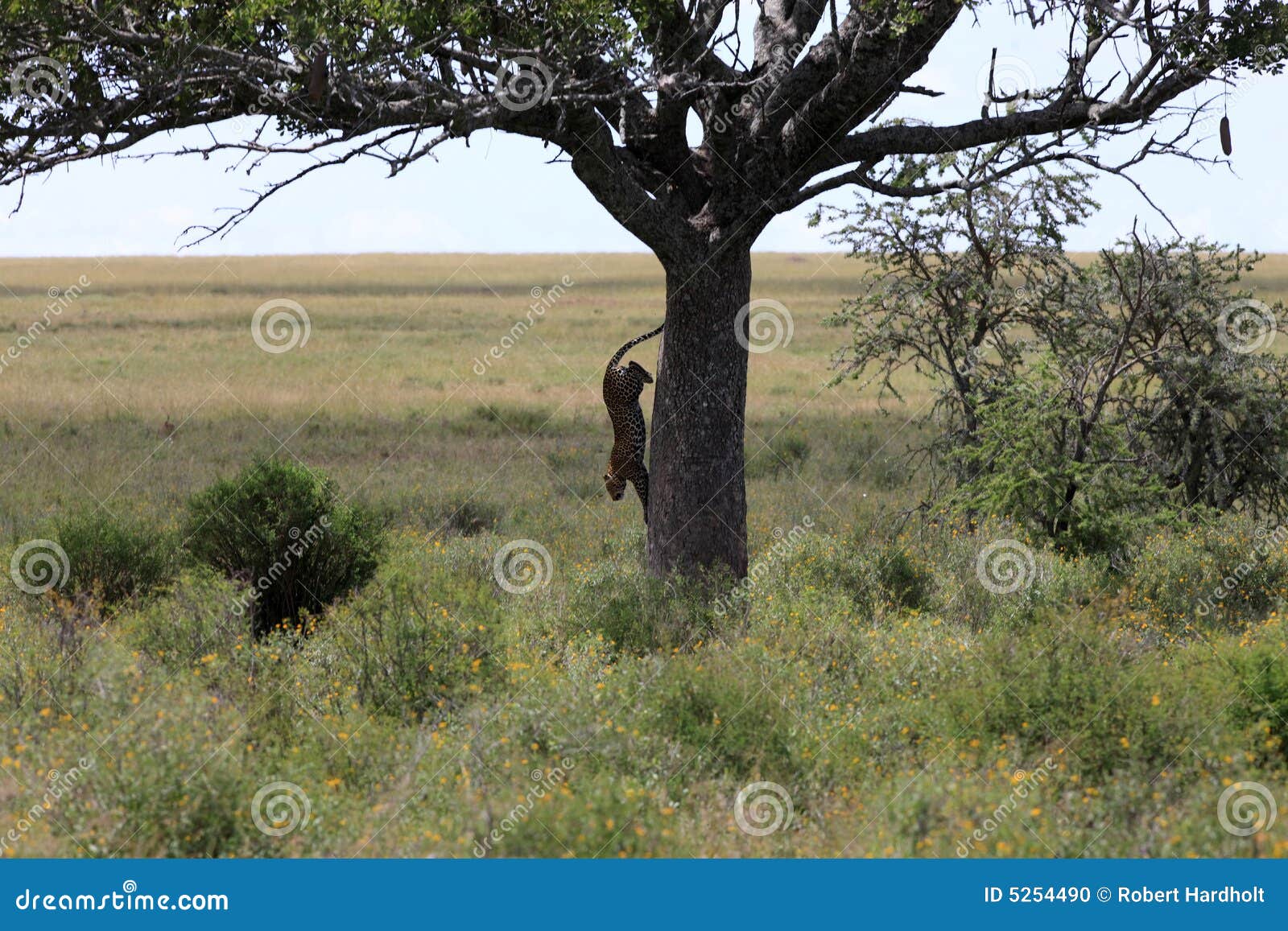 Leopard jumping from tree stock photo. Image of serengeti - 5254490