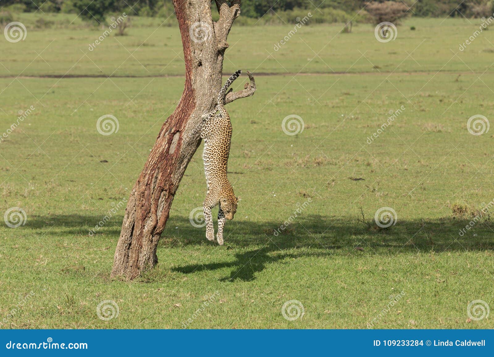 Leopard Jumping from a Tree Stock Photo - Image of kenya, wild: 109233284