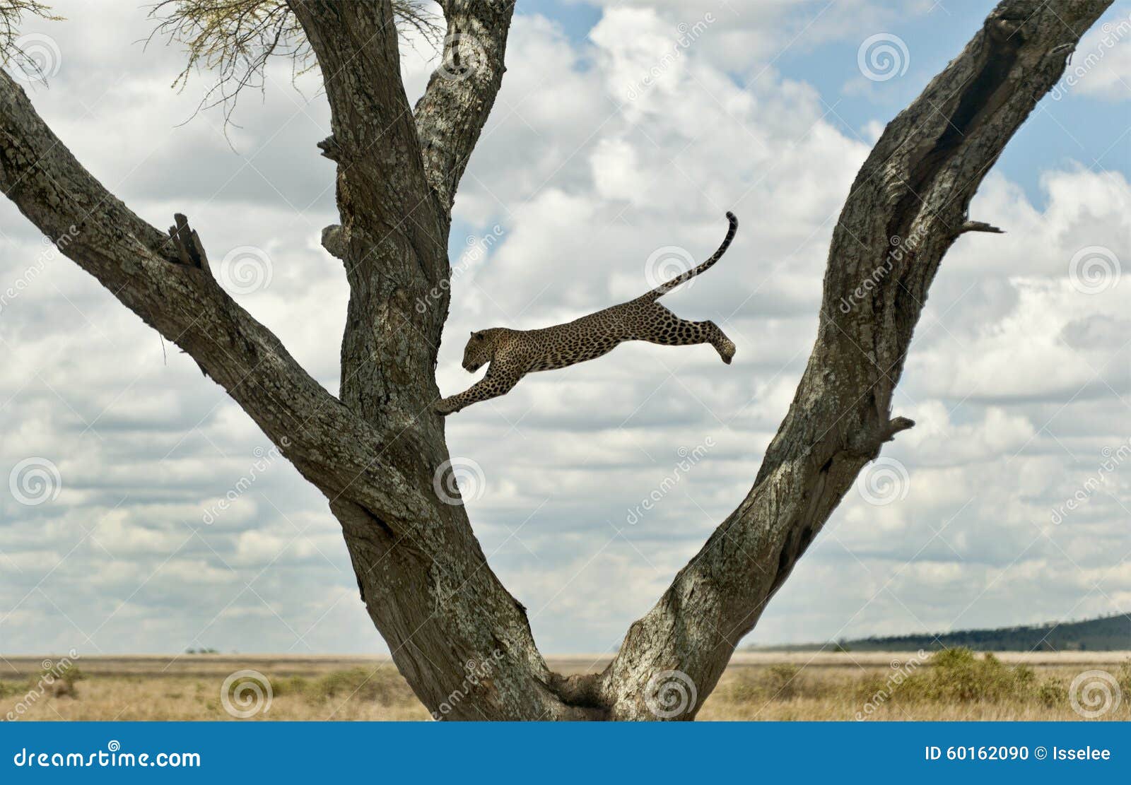 Leopard Jumping from a Tree, Serengeti Stock Photo - Image of ...
