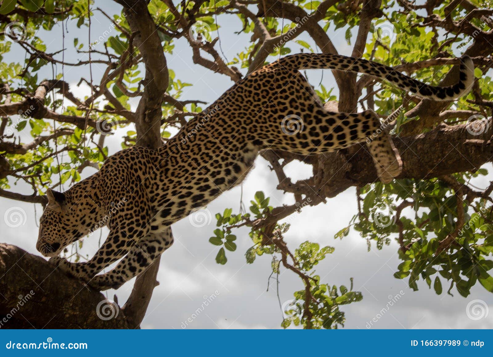 Leopard Jumps between Branches in Leafy Tree Stock Image - Image of ...