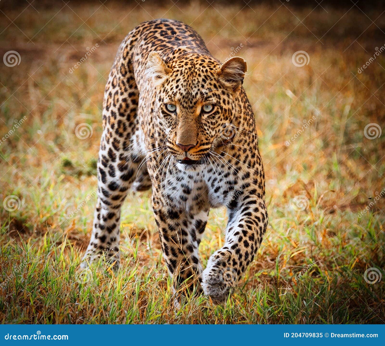 Leopard in jungle stock image. Image of whiskers, safari - 204709835