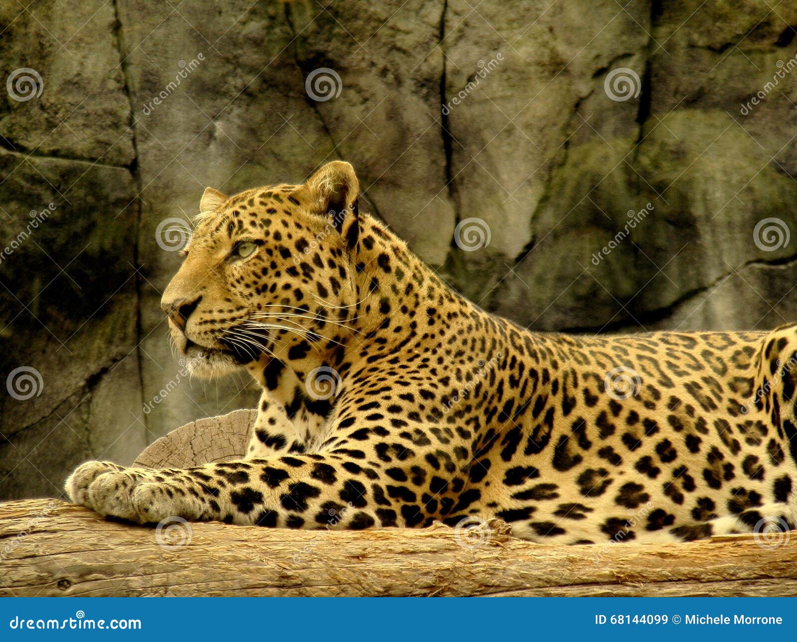 Leopard in the jungle stock image. Image of nature, dangerous - 68144099