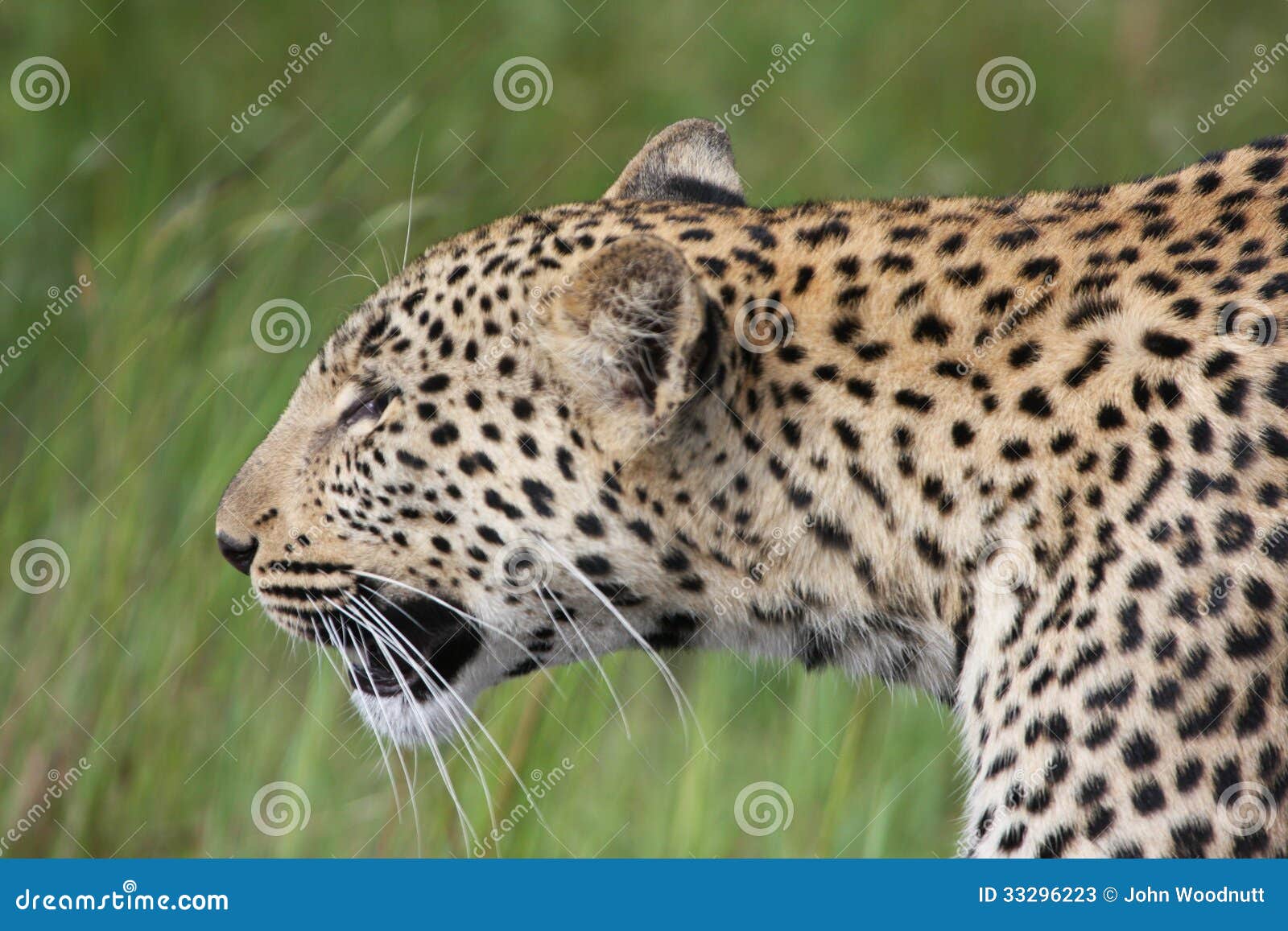 Leopard stock image. Image of juvenile, nocturnal, whiskers - 33296223