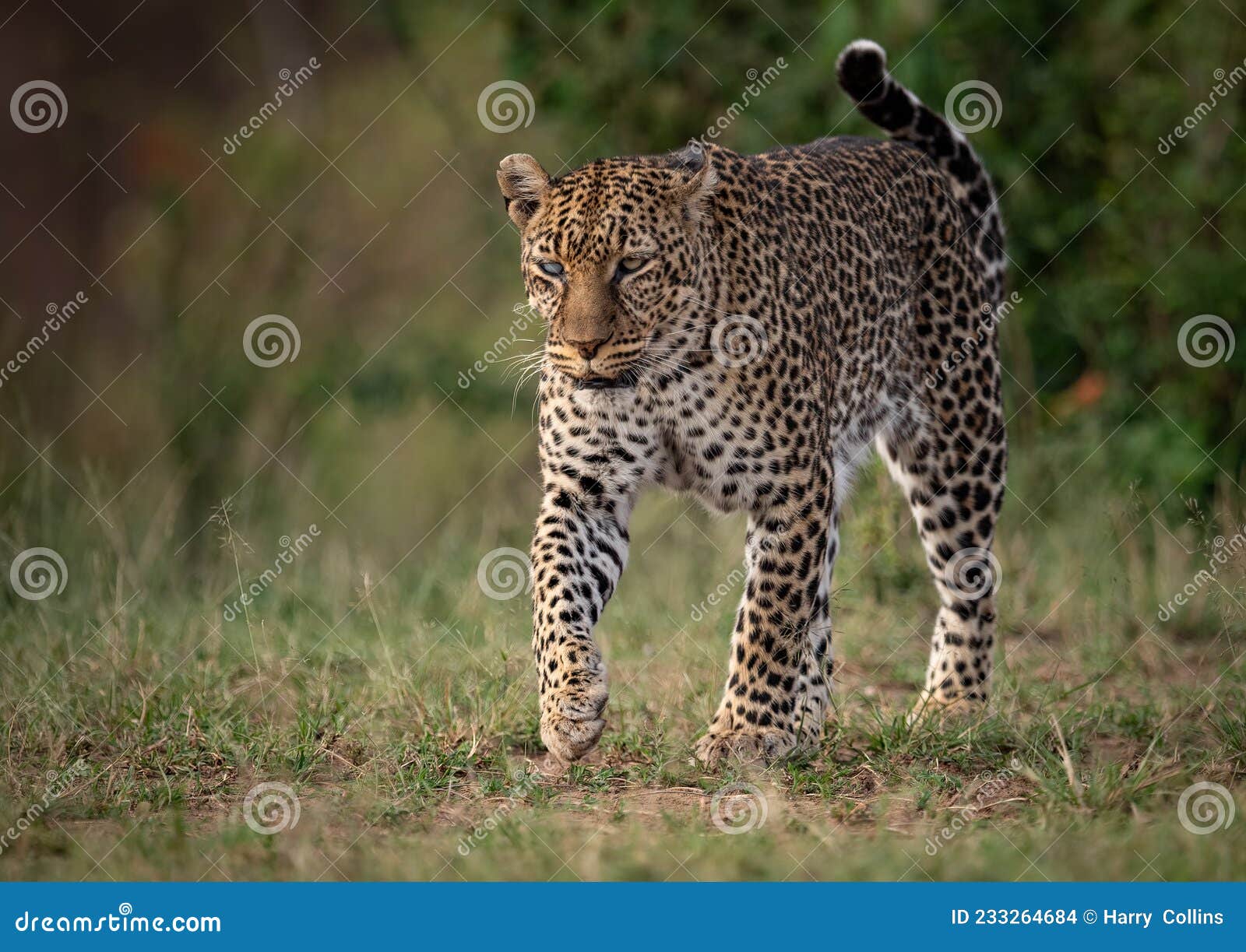 A Leopard in Kenya, Africa stock photo. Image of maasai - 233264684