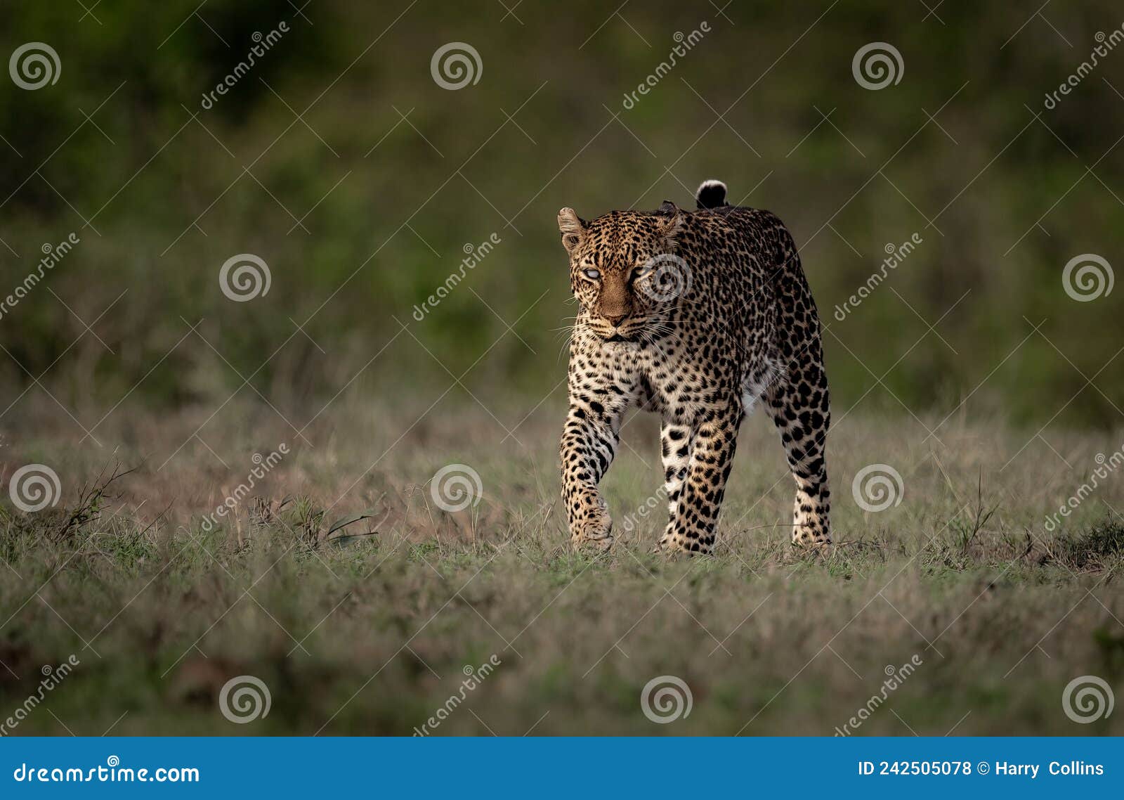 Leopard in Kenya, Africa stock photo. Image of autumn - 242505078