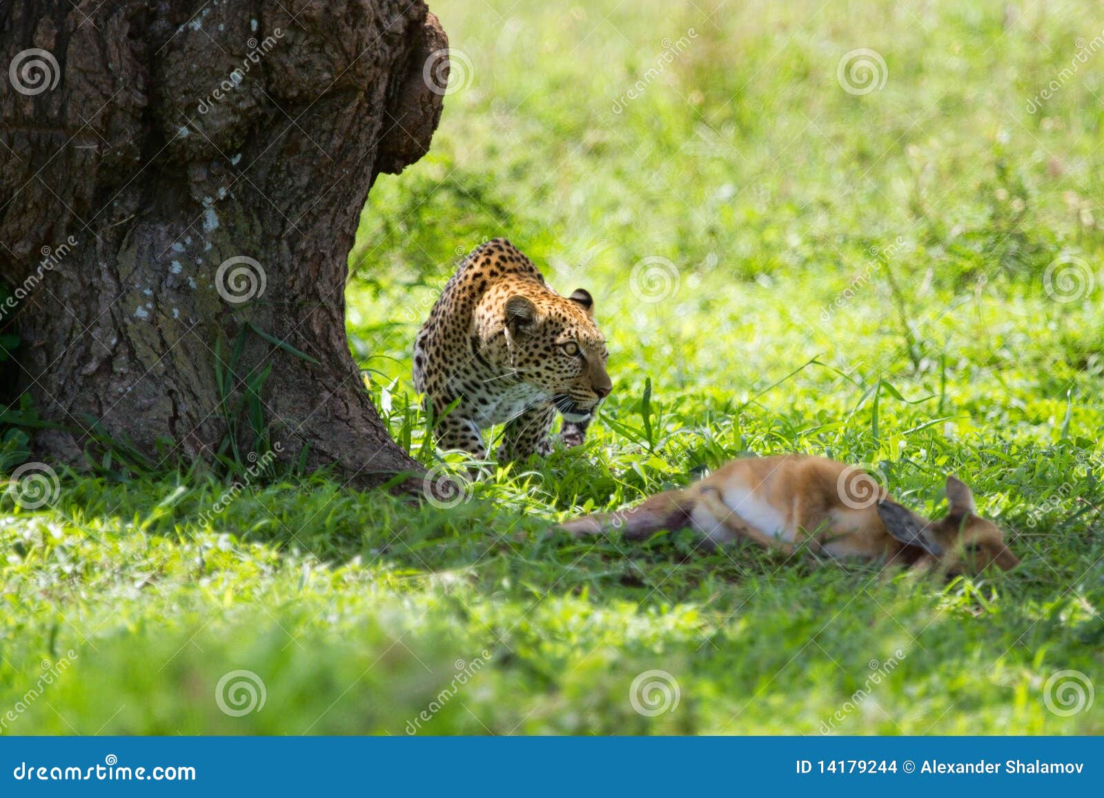 Leopard kill stock photo. Image of leopard, africa, animal - 14179244