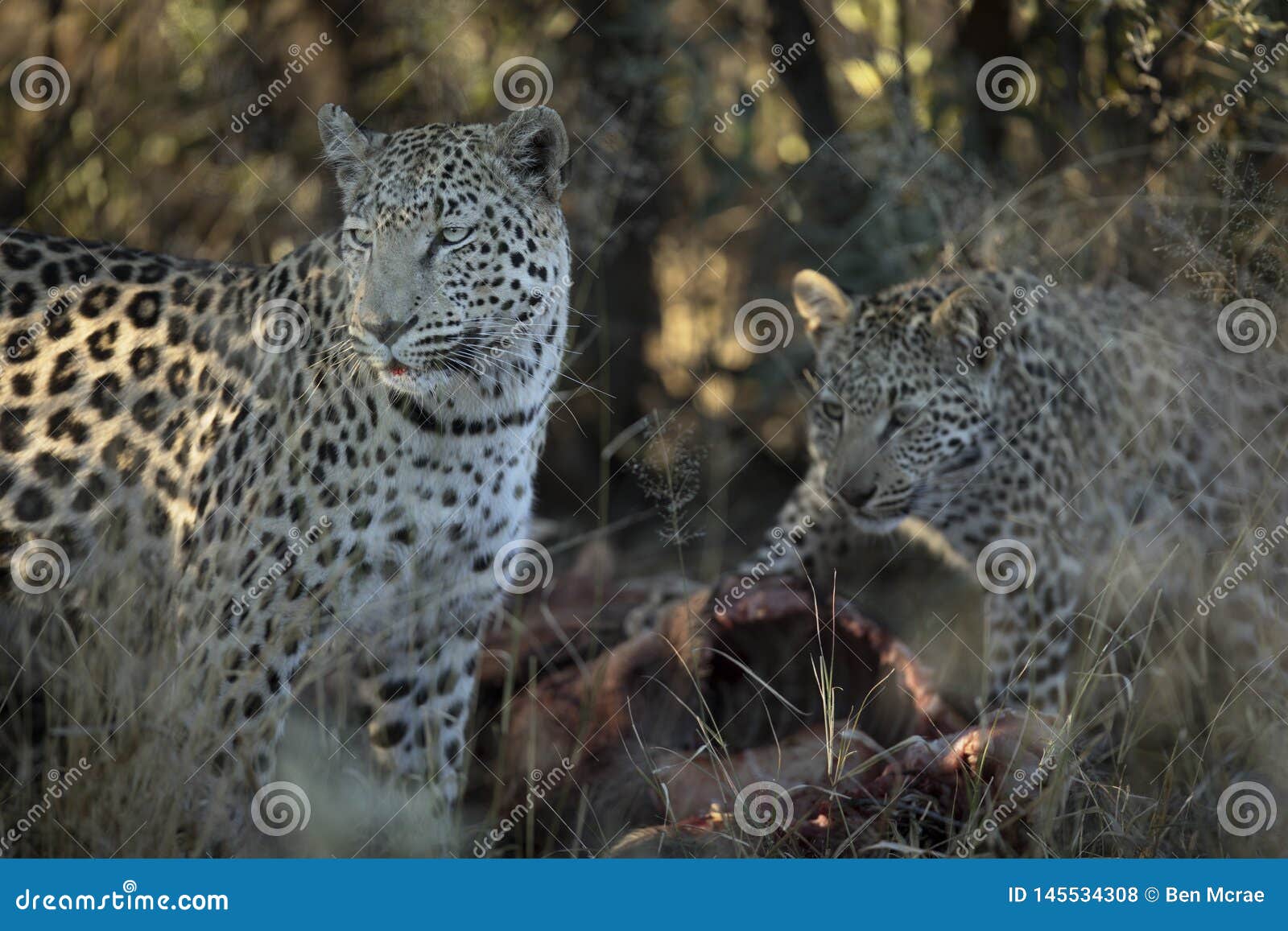 A leopard on a kill stock photo. Image of nfeline, close - 145534308