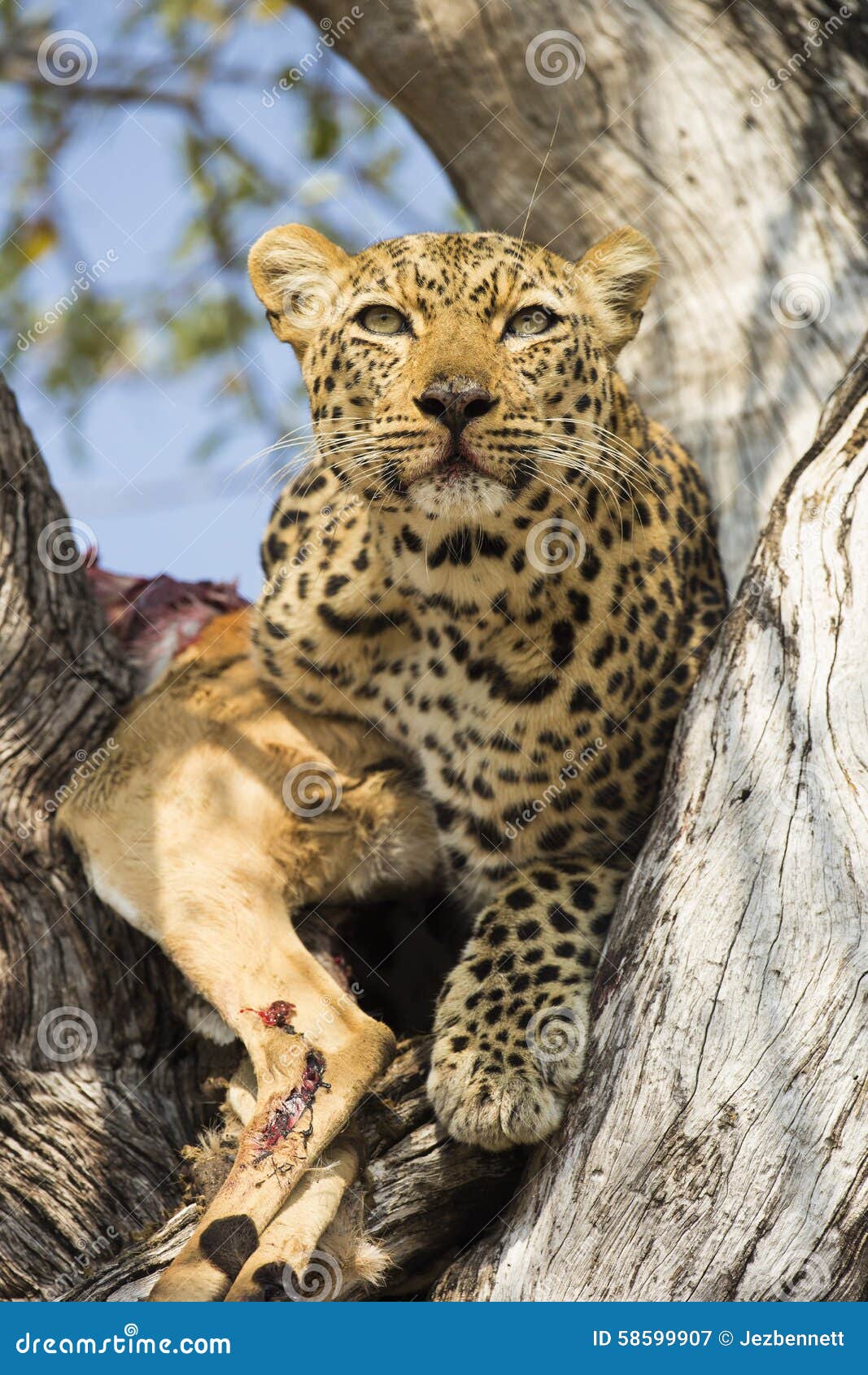 Leopard with kill stock image. Image of zambia, wildlife - 58599907
