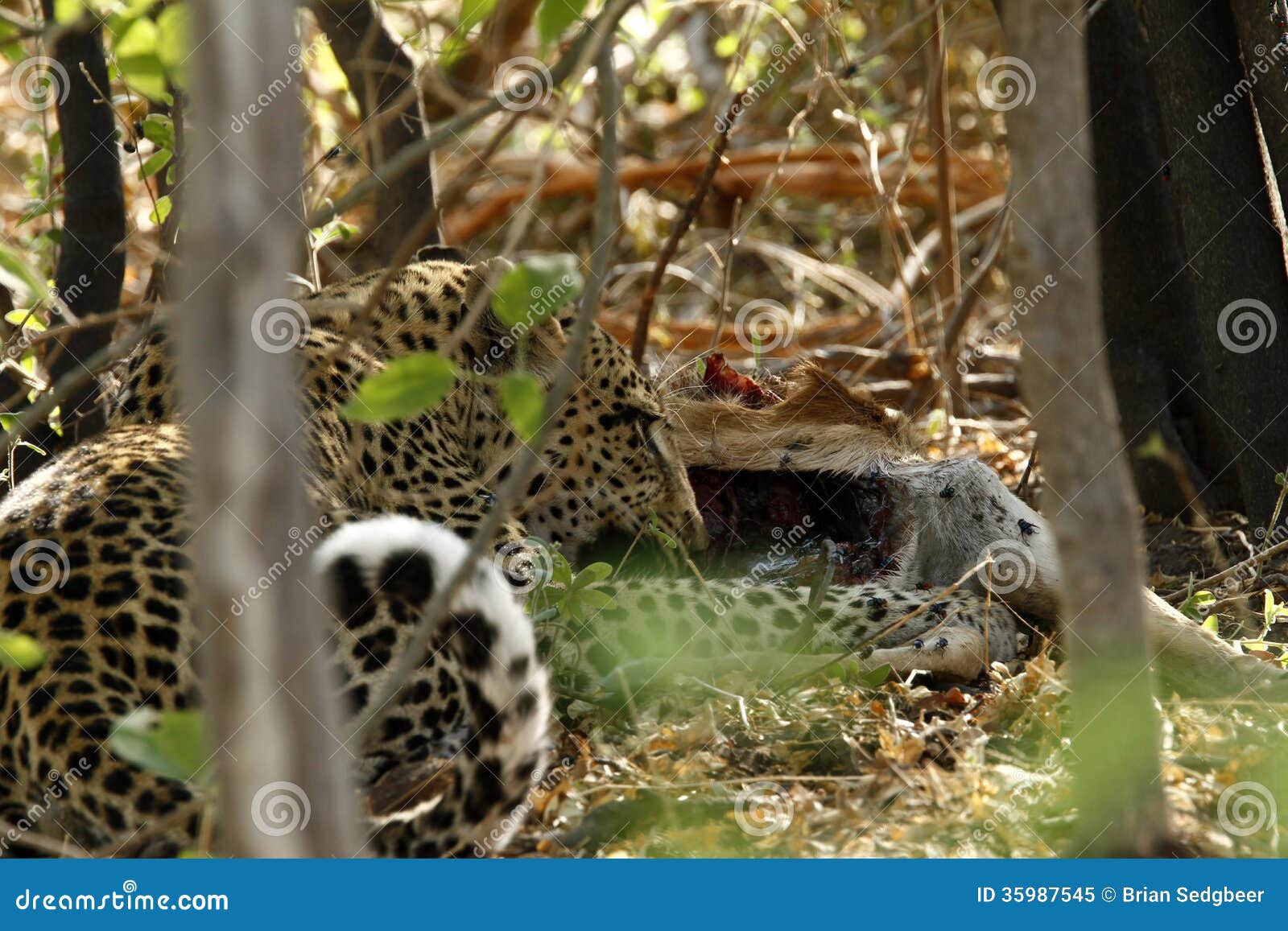 Leopard on an Impala kill stock image. Image of impala - 35987545