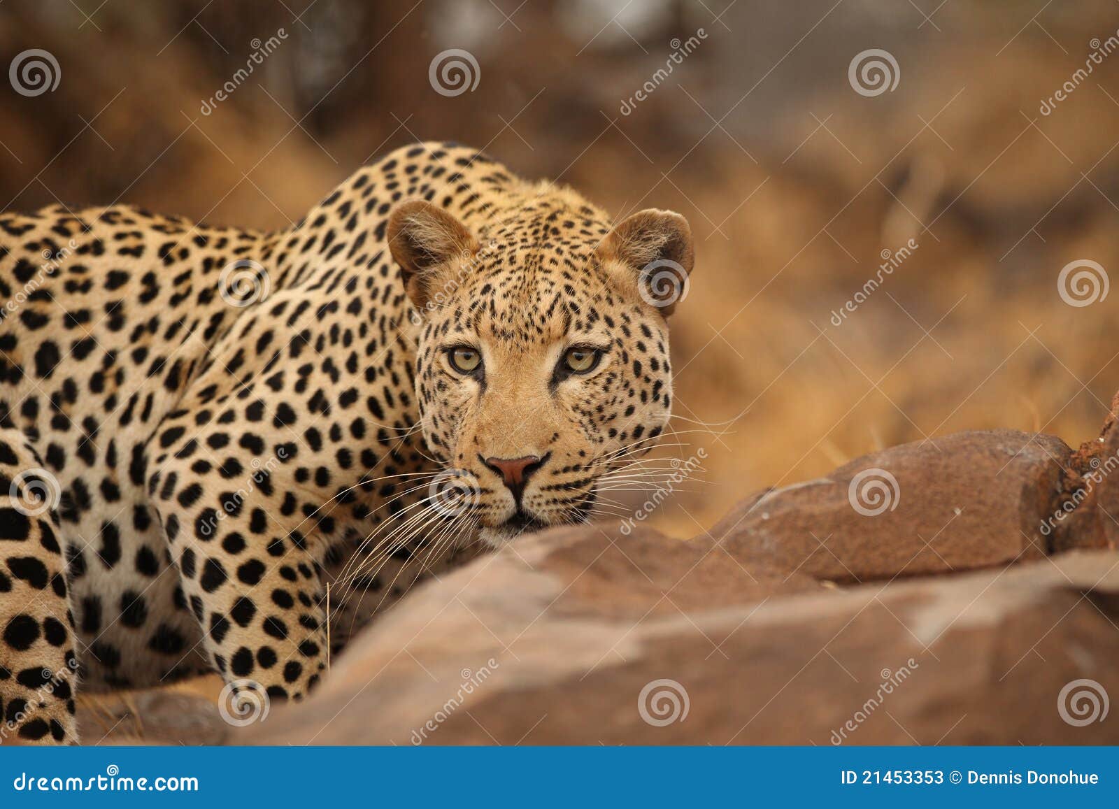 Leopard in Kruger National Park Stock Image - Image of feline, predator ...